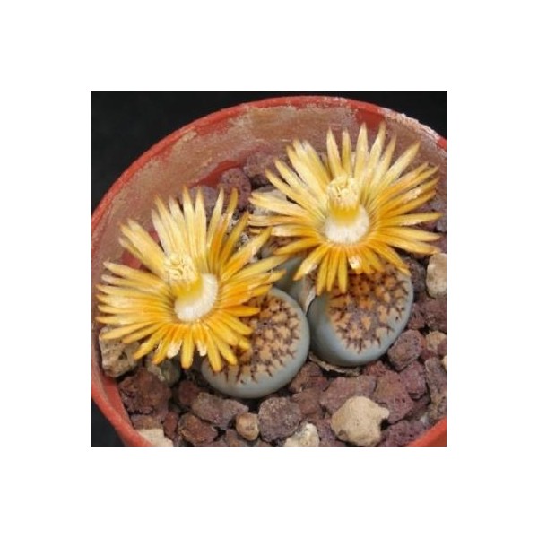 Lithops verruculosa C200B seeds